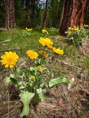 Arrowleaf Balsamroot Medicinal Cough Syrup and Tincture – Mother Earth News